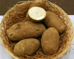 LTS AO01114-4 | Potatoes at WSU | Washington State University