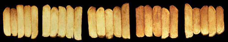 RangerRusset_FRIES (1) | Potatoes at WSU | Washington State University