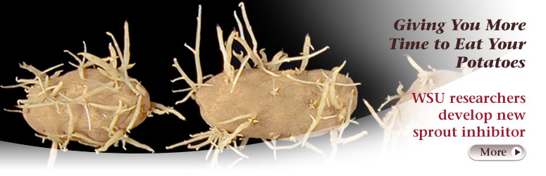 sproutinhibitor | Potatoes at WSU | Washington State University