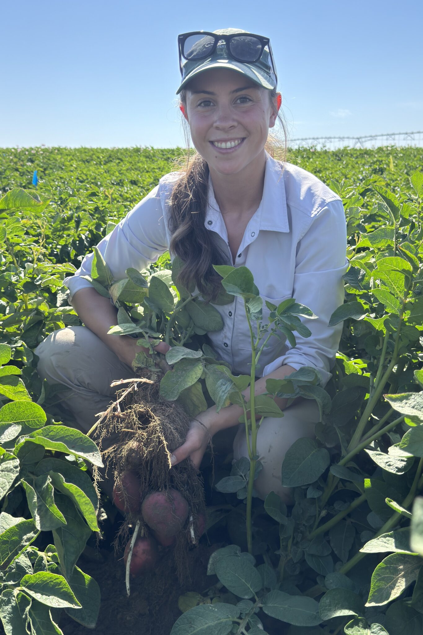 Hannah Johnson Ph.D. | Potatoes at WSU | Washington State University