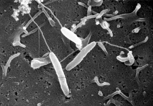 Cool Photos | Konkel Research Lab | Washington State University