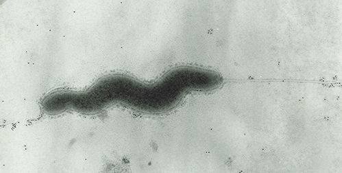 Cool Photos | Konkel Research Lab | Washington State University