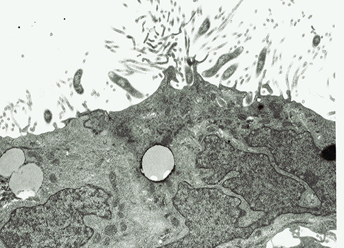 Cool Photos | Konkel Research Lab | Washington State University