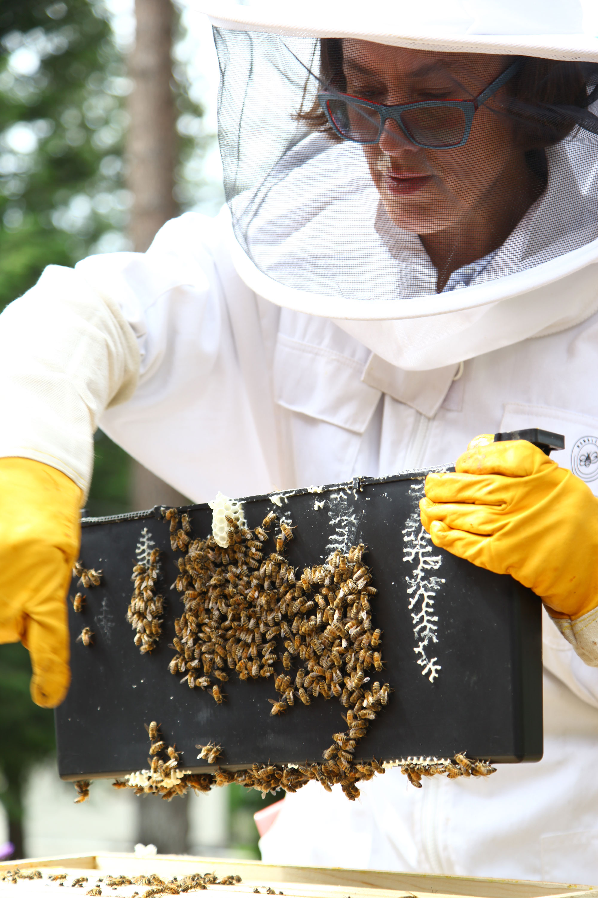 Extension helps new beekeepers care for vital pollinators – WSU Insider
