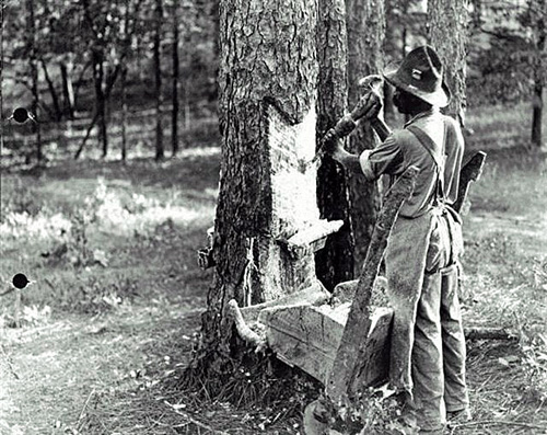 Reverse engineering reveals pine tree’s chemical production — worth ...