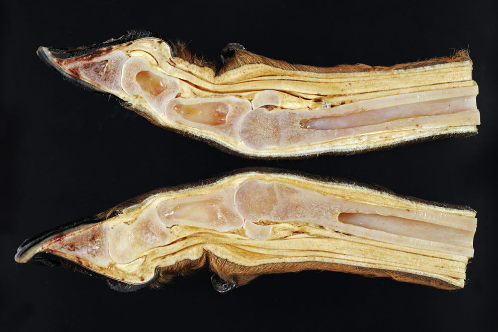 Elk Hoof disease continues spread in Washington – WSU Insider