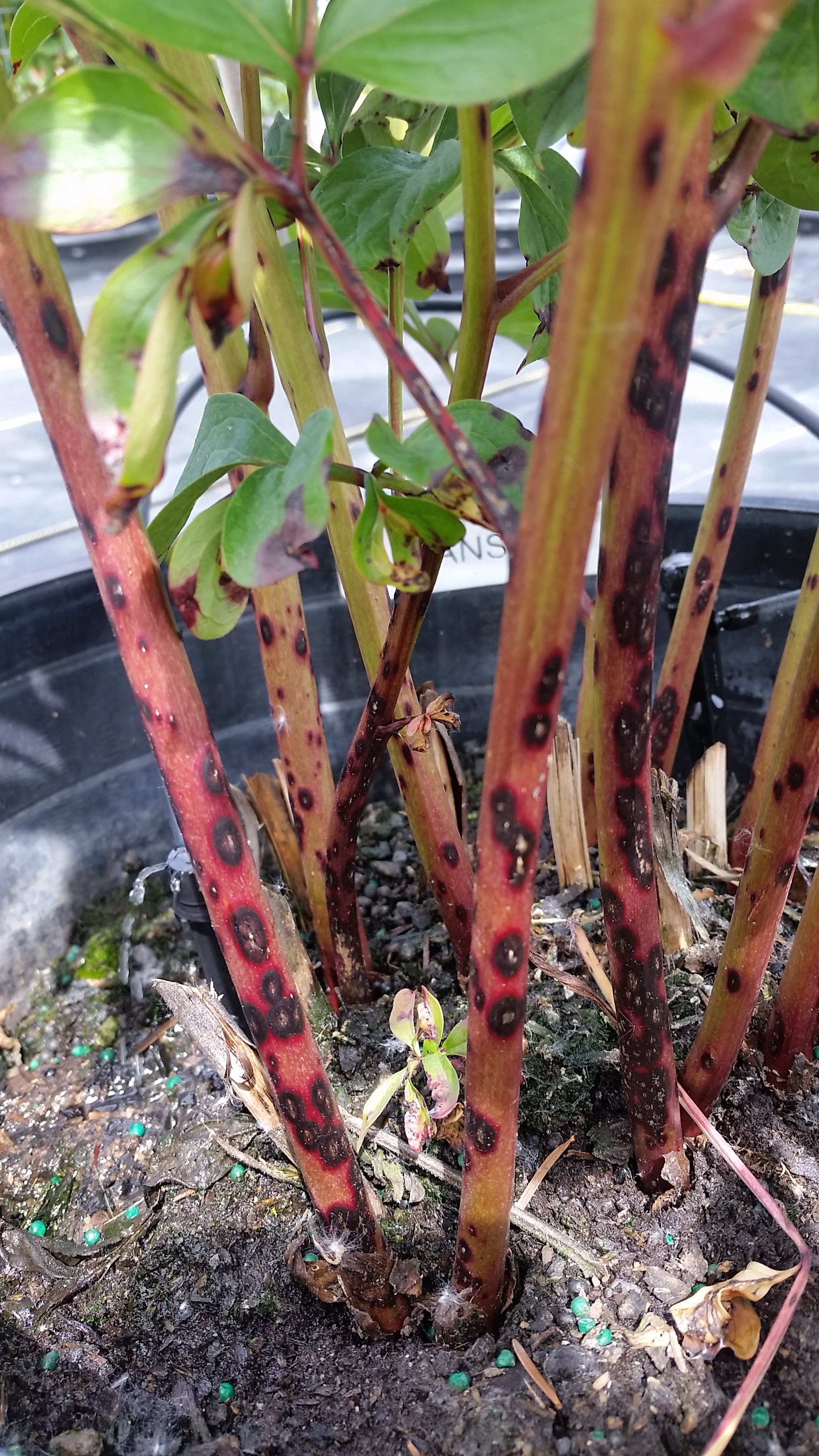 WSU scientists find a slate of unexpected diseases in peony – WSU Insider