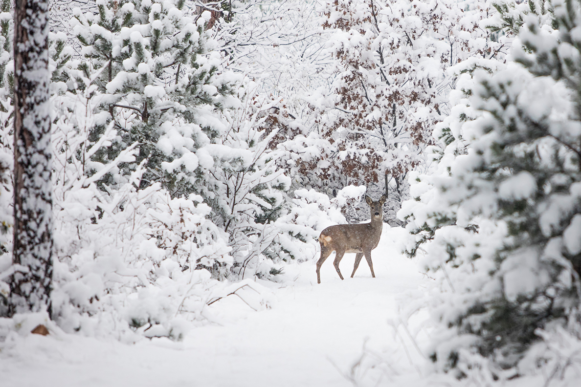 Feb. 1: Winter School helps Northeast Washington landowners keep ...