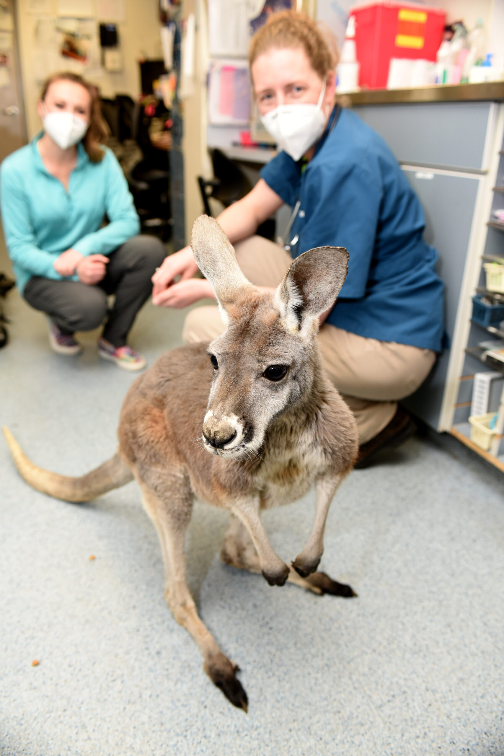 Kangaroos need care, too – WSU Insider