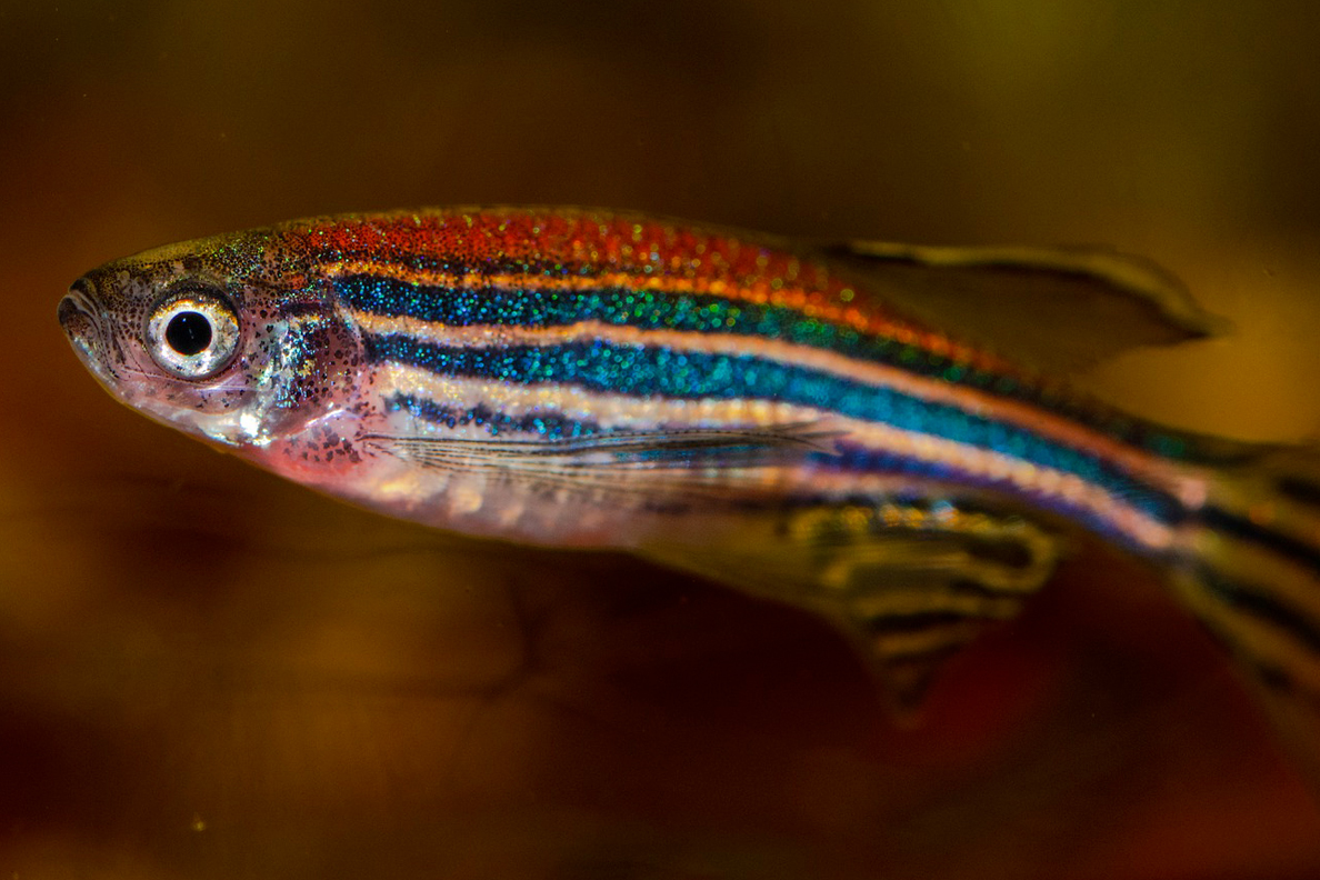 Neuroscientist connects study of zebrafish to human communication – WSU ...