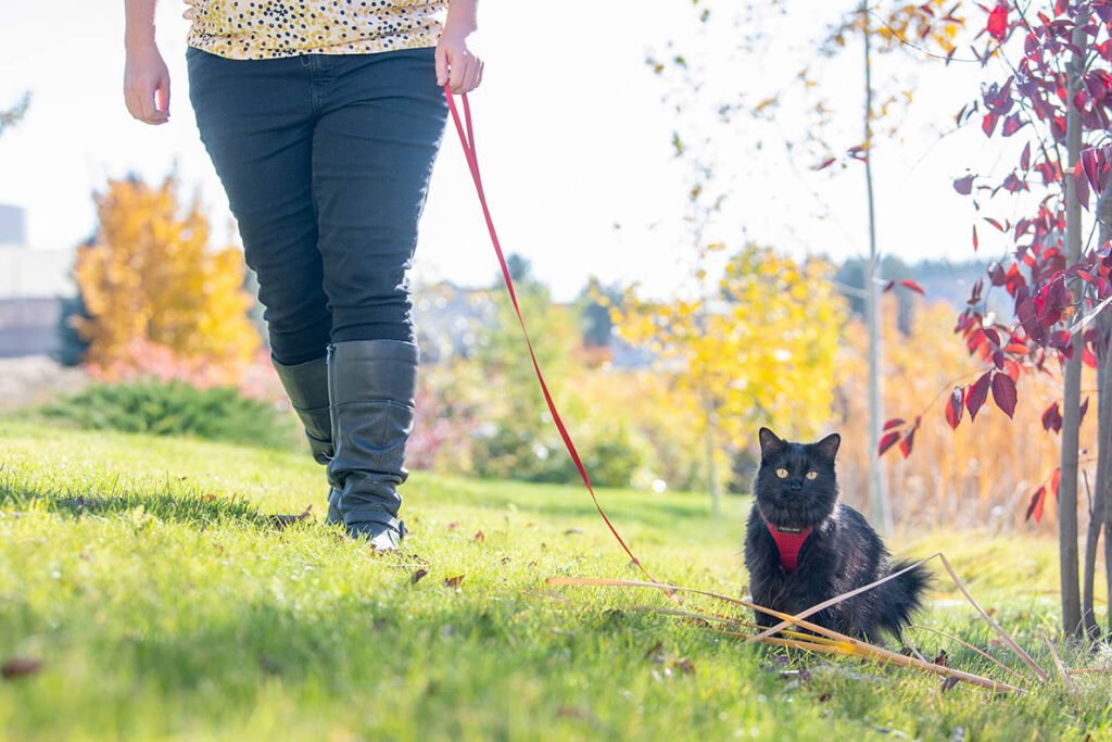 Many new college students report pet separation anxiety – WSU Insider
