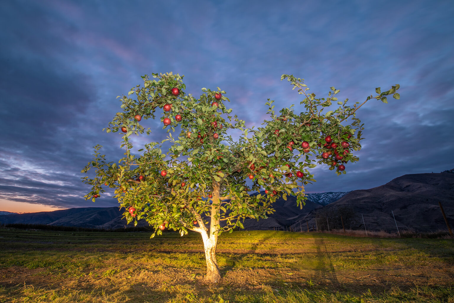 WSU’s Cosmic Crisp® apples will hit stores early this year – WSU Insider