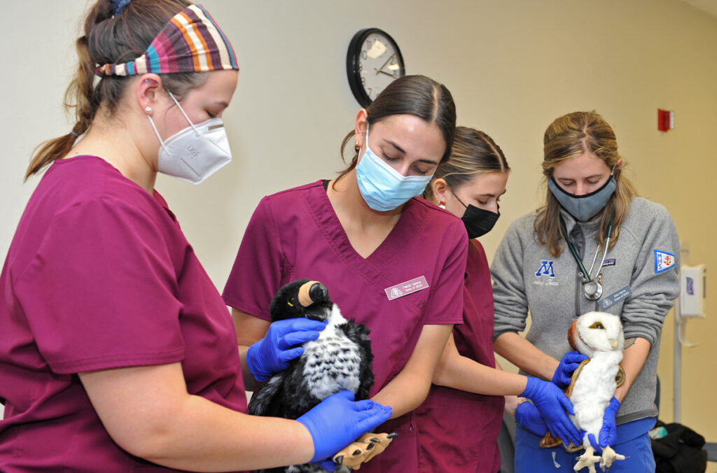 Students continue emergency care for wildlife – WSU Insider