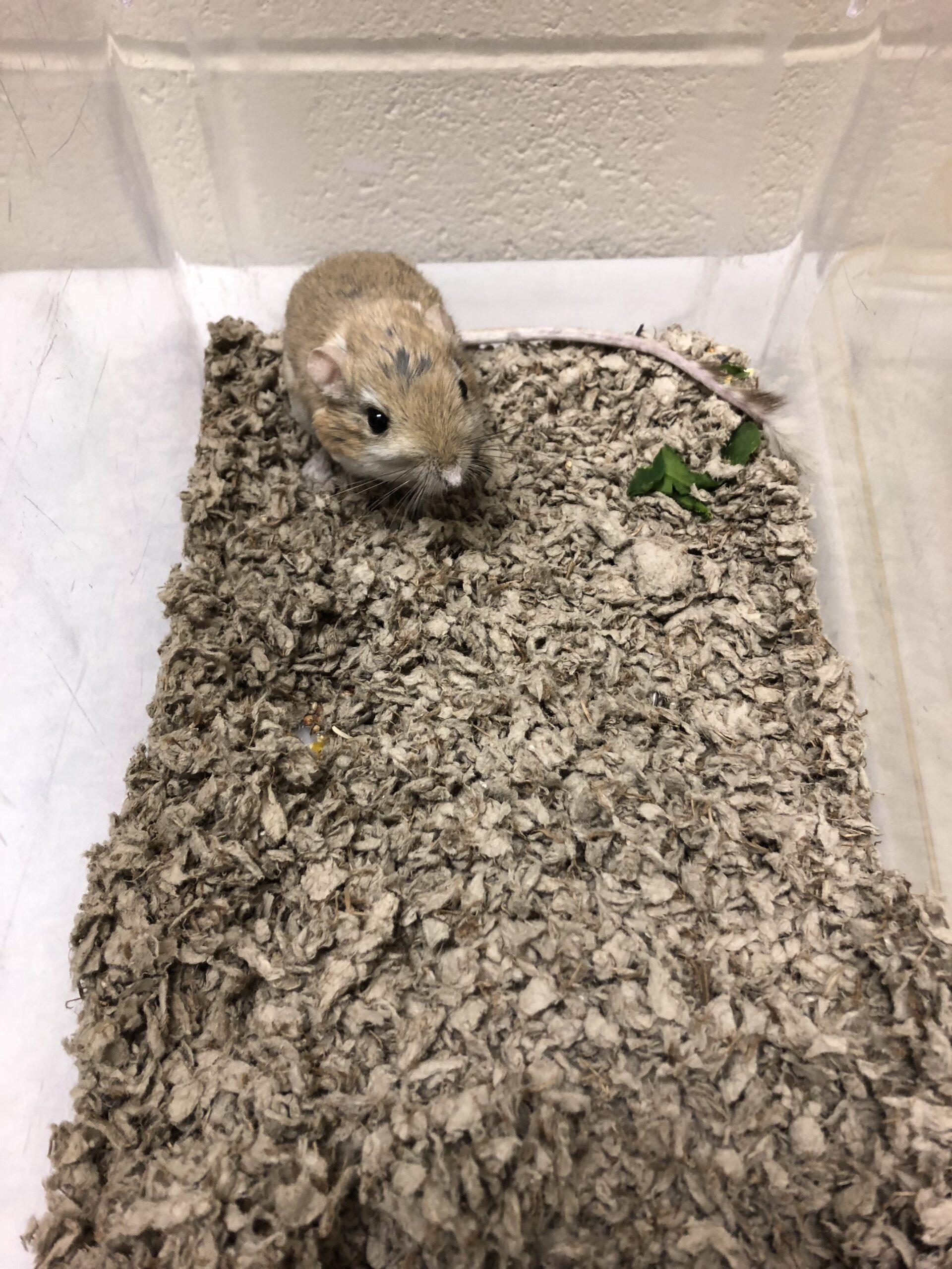 Kangaroo rat research aims to prepare for future extremes – WSU Insider