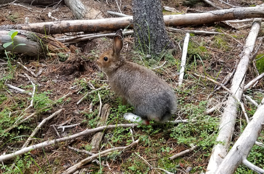 Cameras reveal snowshoe hare density in forests – WSU Insider