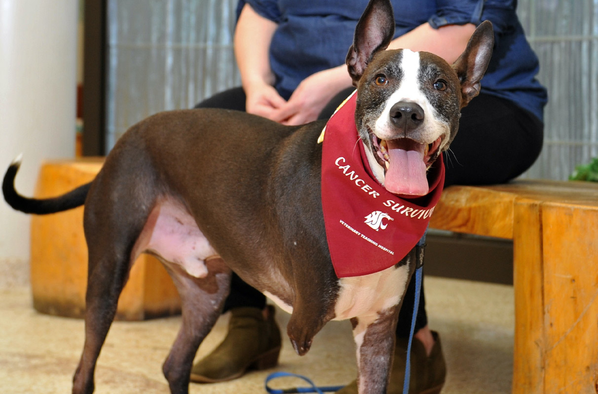 How Treatable Is Skin Cancer In Dogs