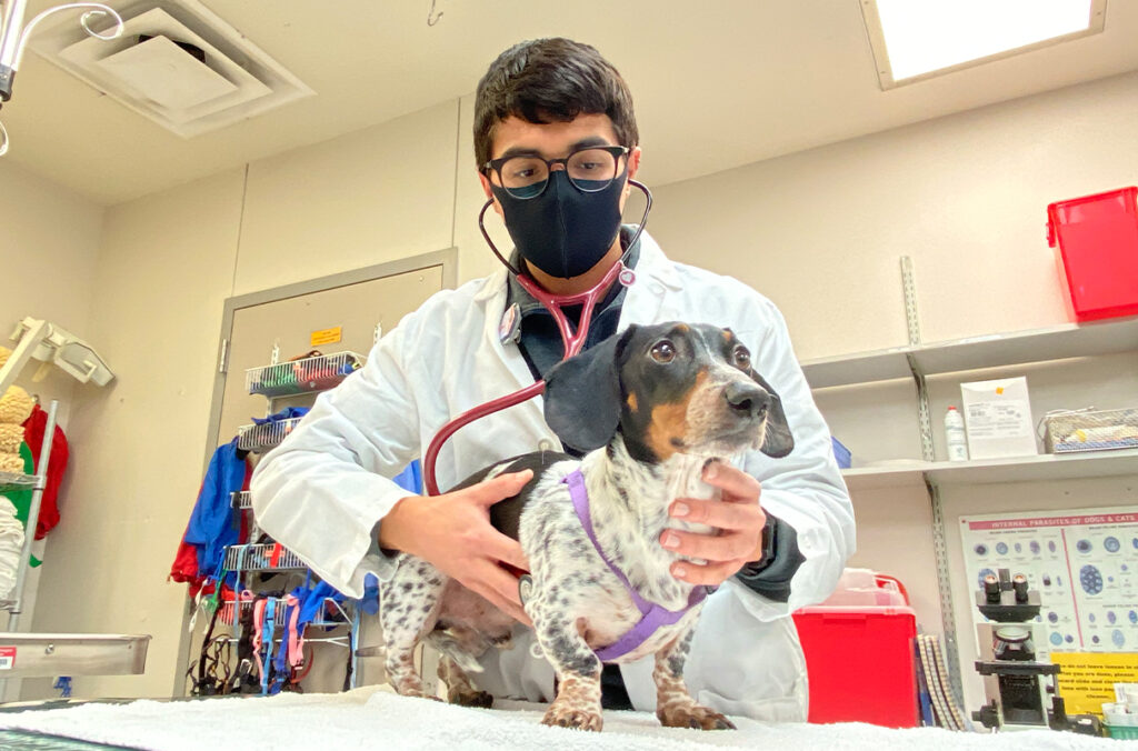 Record-breaking $1.1 million awarded to College of Veterinary Medicine ...
