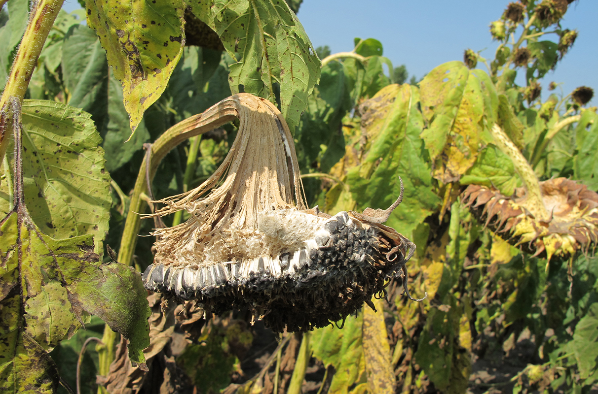 Discovery reveals how fungi bypasses plant defenses, kills plants ...