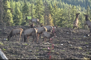 Wildlife crossings potentially save millions in Washington state – WSU Insider