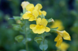 Self‑pollinating Plant Shows Rapid Loss of Genetic Variation - Current ...