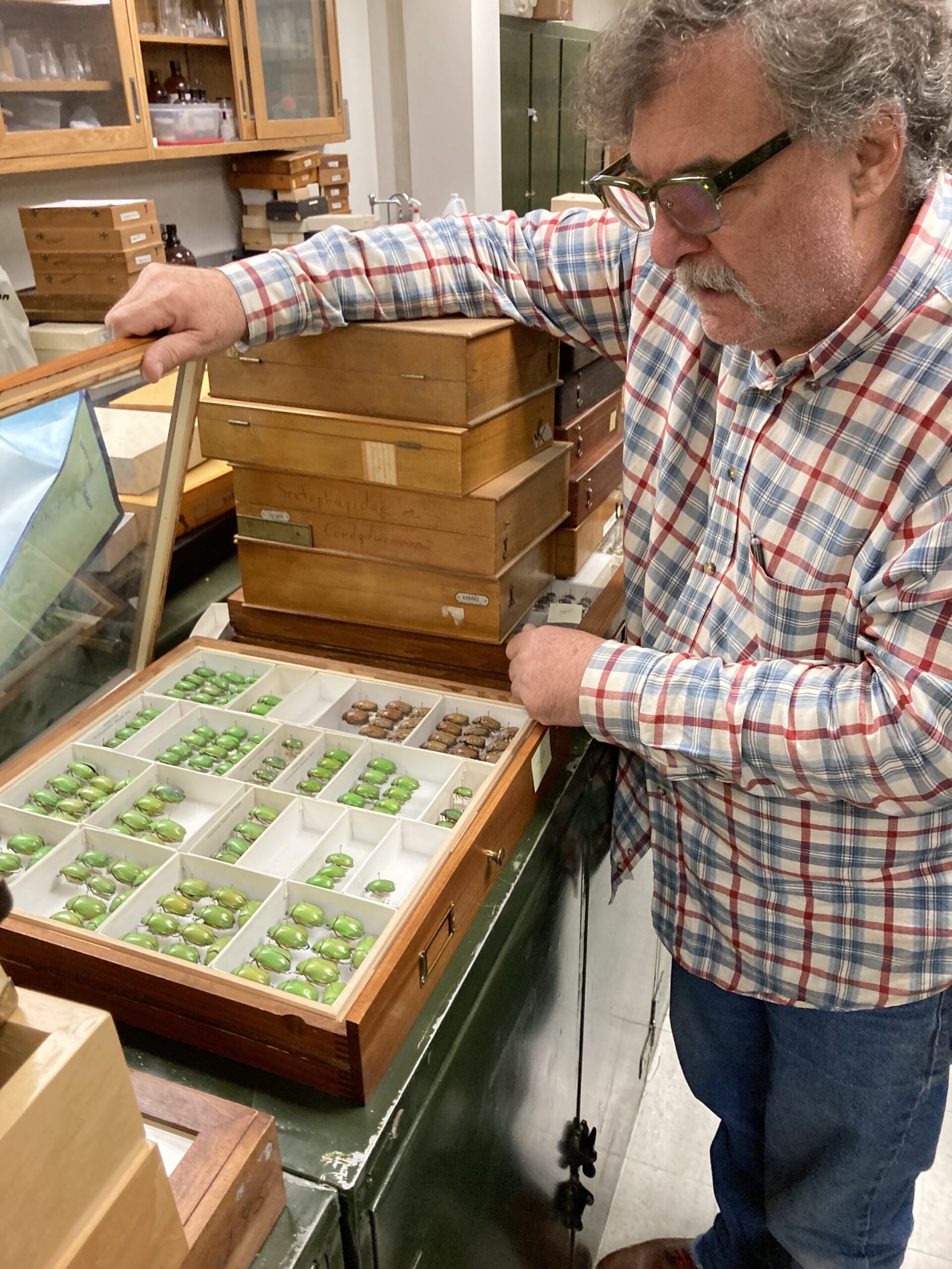 Look inside WSU’s collection of 3 million insects – WSU Insider