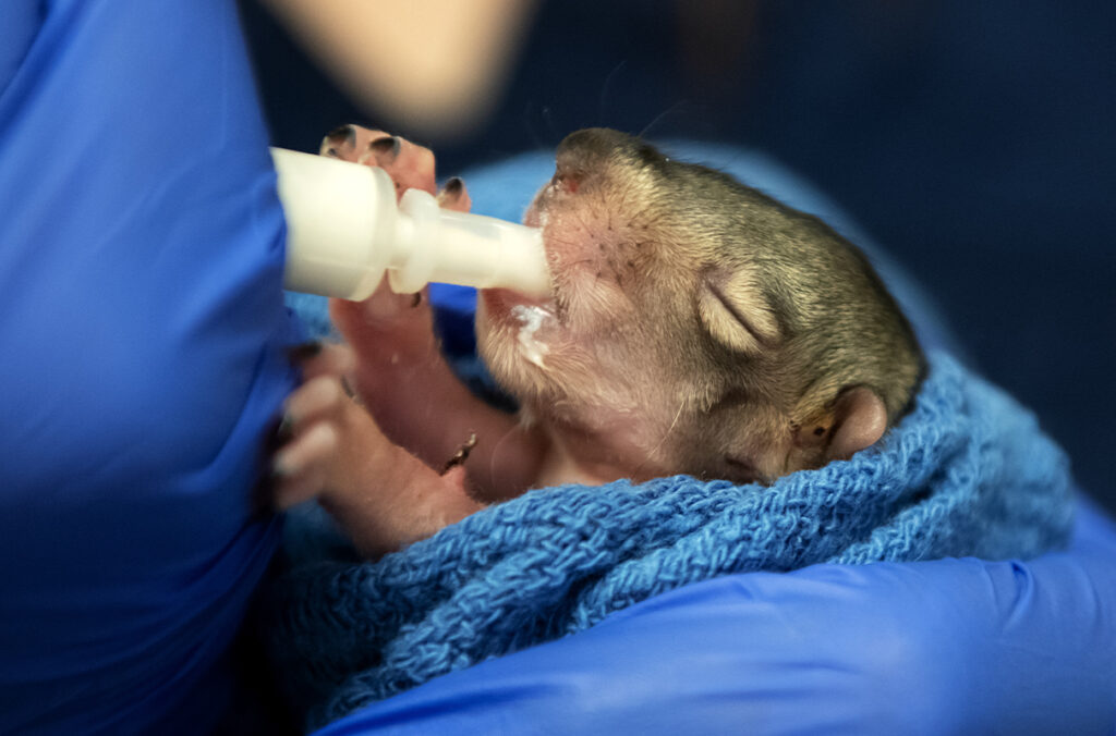 WSU undergraduate poster event SURCA today – WSU Insider