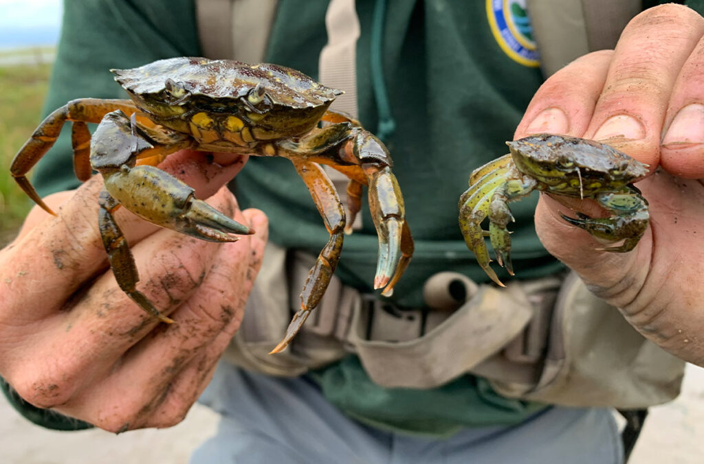 WSU Extension helps train volunteers to find invasive crab – WSU Insider