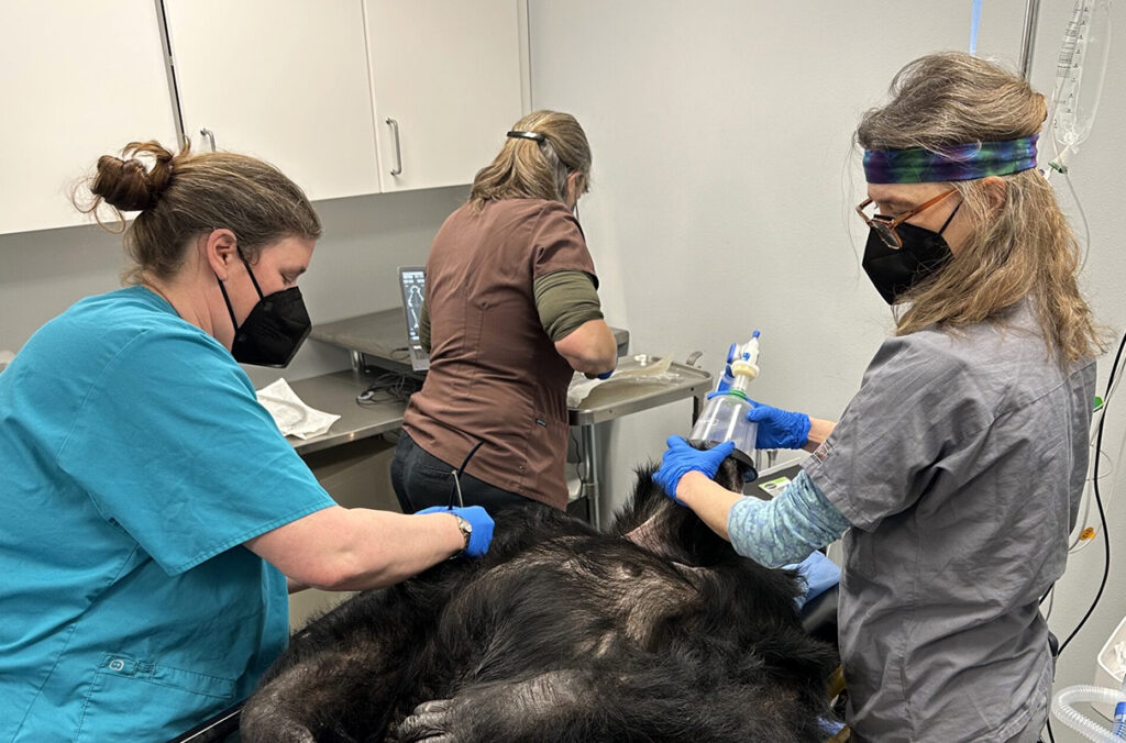 WSU cardiologist ensures chimps have healthy hearts – WSU Insider