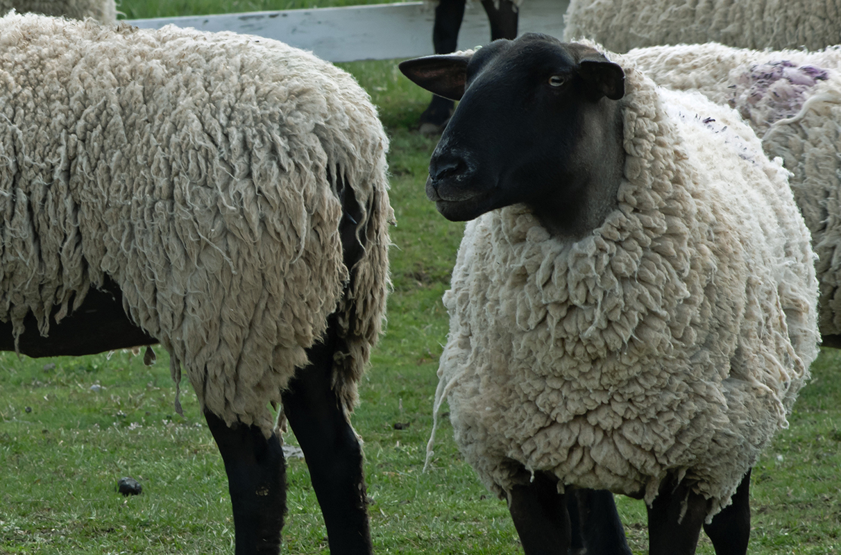 Sheep Black And White