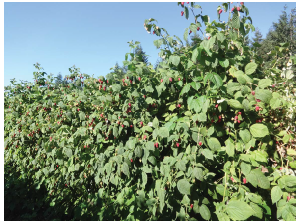 Opportunity Announcement | Office of Commercialization | Washington ...