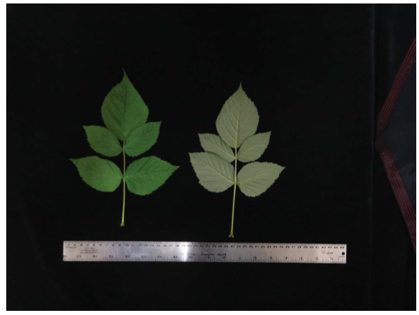 Opportunity Announcement | Office of Commercialization | Washington ...