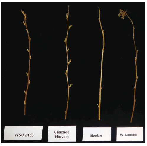 Opportunity Announcement | Office of Commercialization | Washington ...