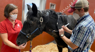 Equine | Veterinary Teaching Hospital | Washington State University