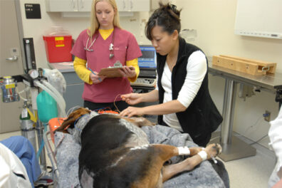 Neurology | Veterinary Teaching Hospital | Washington State University