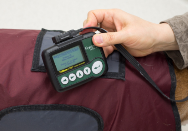 How to fit a dog with a Holter monitor | Veterinary Teaching Hospital ...