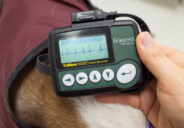 How to fit a dog with a Holter monitor | Veterinary Teaching Hospital ...