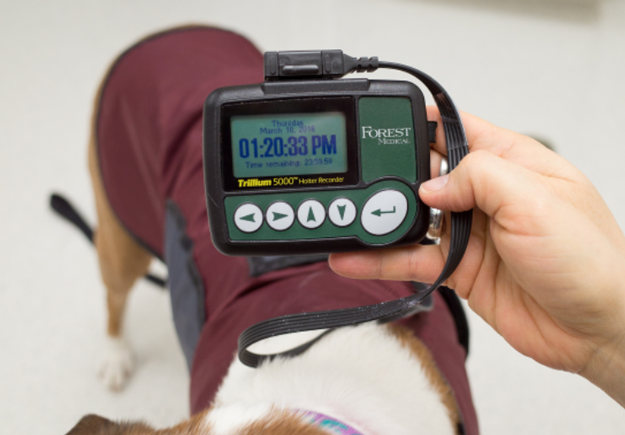 How to fit a dog with a Holter monitor | Veterinary Teaching Hospital ...