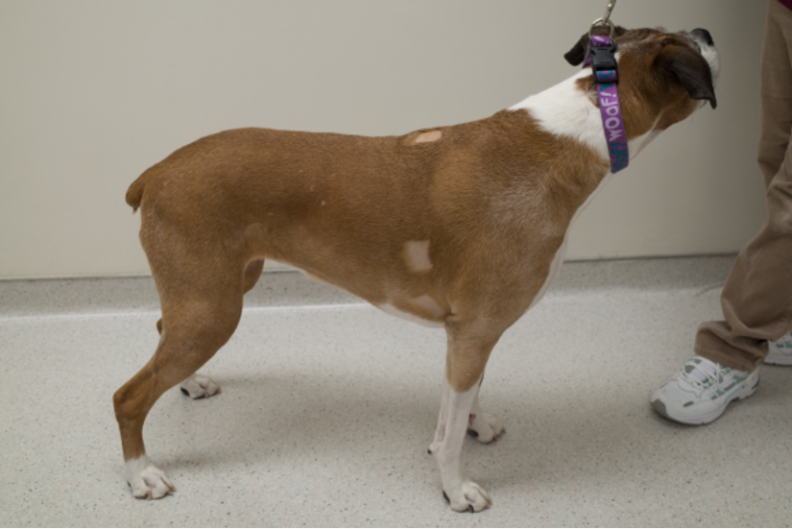 How to fit a dog with a Holter monitor | Veterinary Teaching Hospital ...