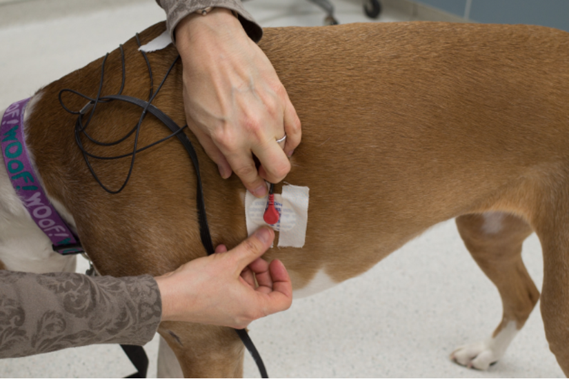 How to fit a dog with a Holter monitor | Veterinary Teaching Hospital ...