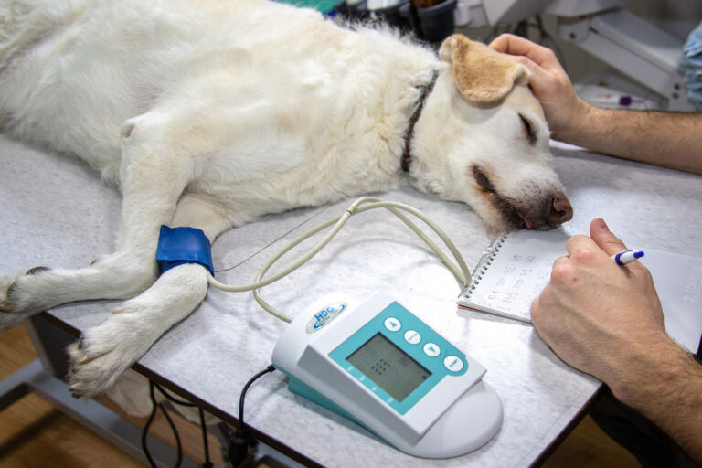 Heart valve malfunction in dogs (mitral insufficiency) | Veterinary ...