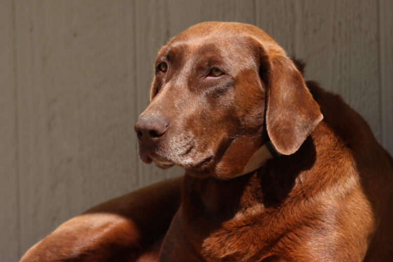 Examining and medicating the ears of a dog | Veterinary Teaching ...