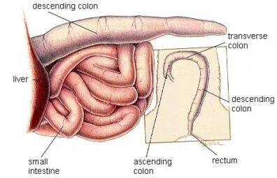 Digestive system of the cat | Veterinary Teaching Hospital | Washington ...