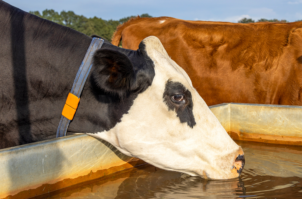 Agricultural Animals | Veterinary Teaching Hospital | Washington State ...