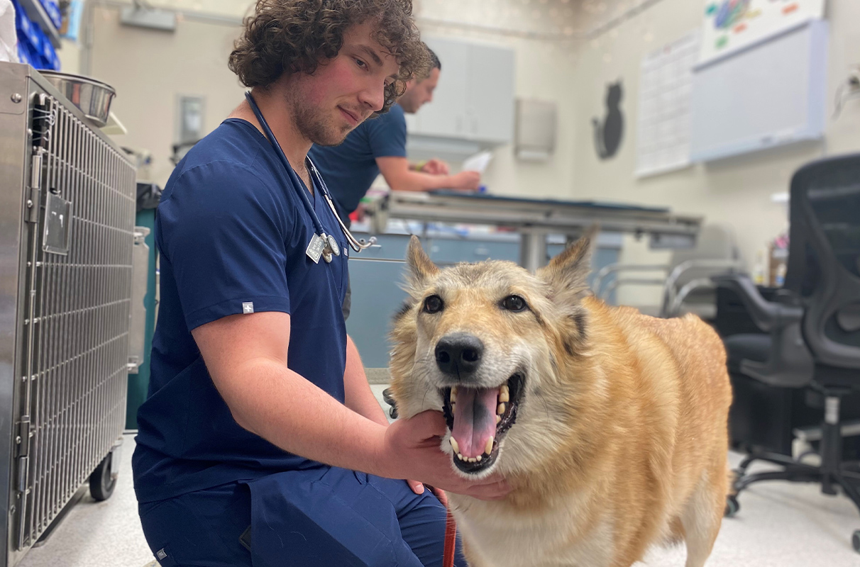 Veterinary Teaching Hospital | Washington State University