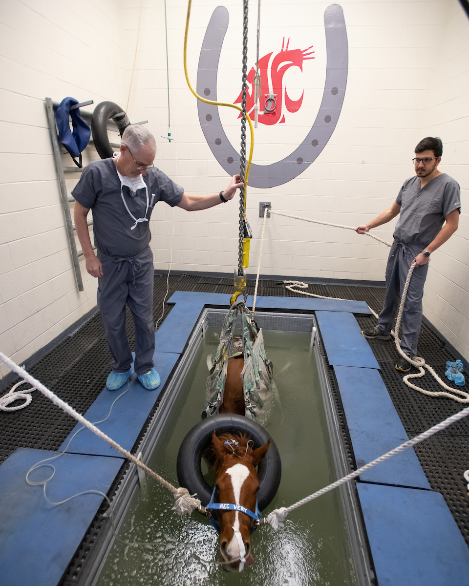 Equine | Veterinary Teaching Hospital | Washington State University