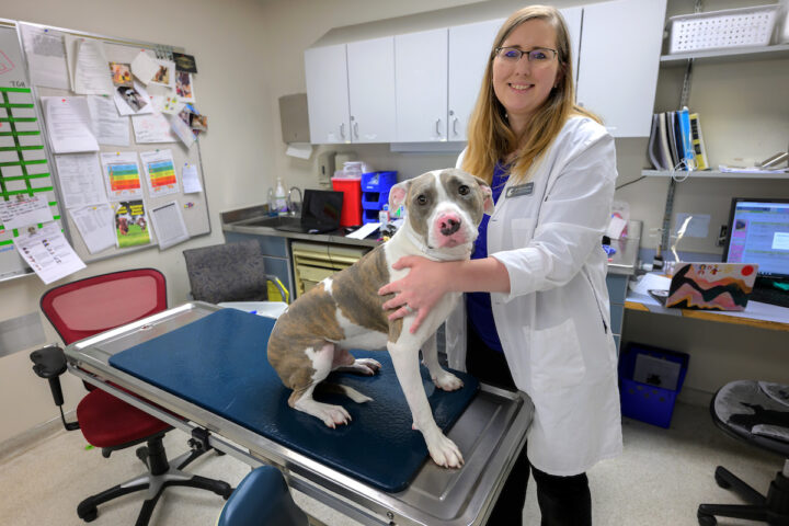 Small Animal | Veterinary Teaching Hospital | Washington State University