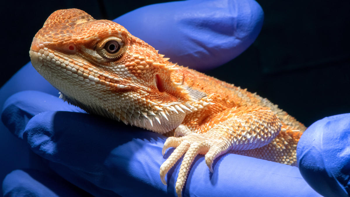 Exotics | Veterinary Teaching Hospital | Washington State University