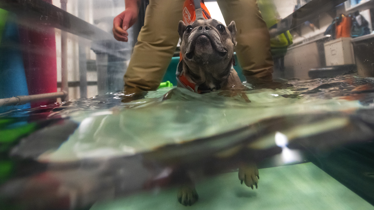 Small Animal | Veterinary Teaching Hospital | Washington State University