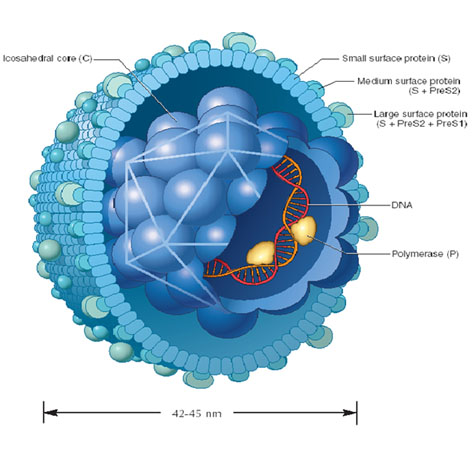 bloodbornediseases | Environmental Health & Safety | Washington State ...