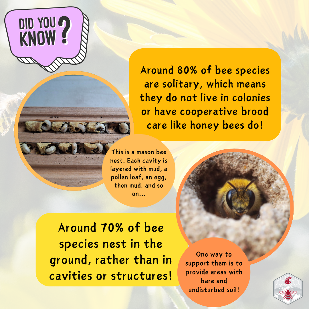 Bee-yond Honey Bees | WSU Honey Bees + Pollinators Program | Washington ...